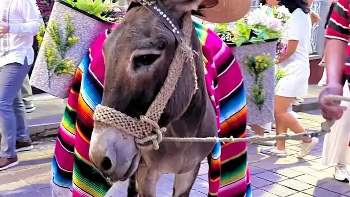 ¿Cómo son las Callejoneadas en Guanajuato? 2 rutas, 7 elementos y 3 ...